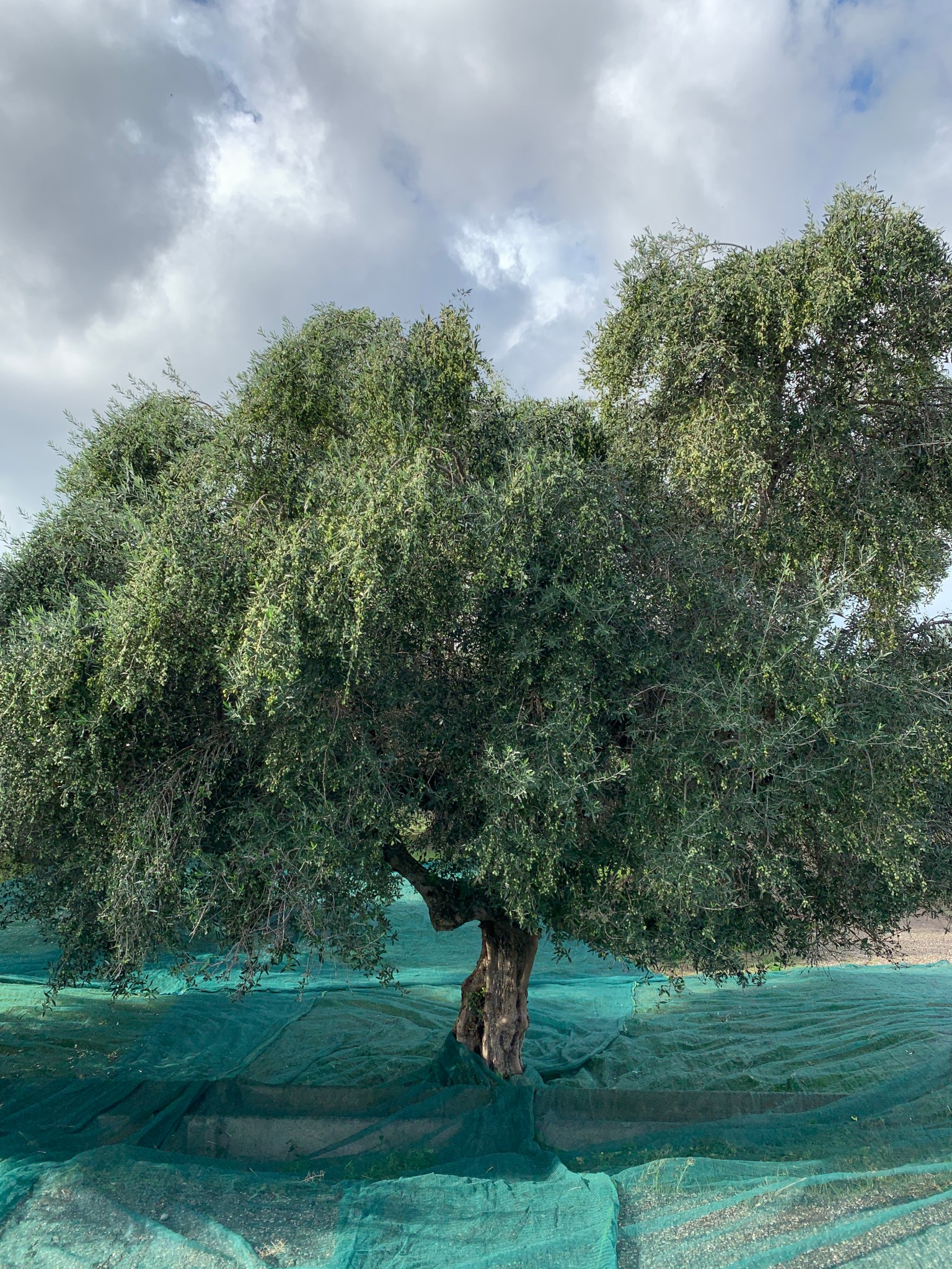 The Greek Legend of the Olive Tree – ZOUBAKI EXTRA VIRGIN OLIVE OIL